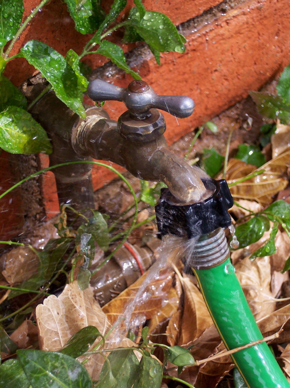 Water – Use It Wisely - Marin Rose Society