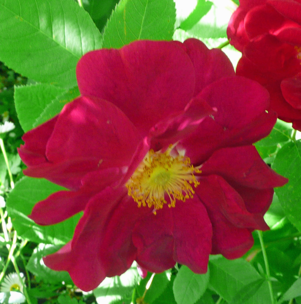 Home - Marin Rose Society