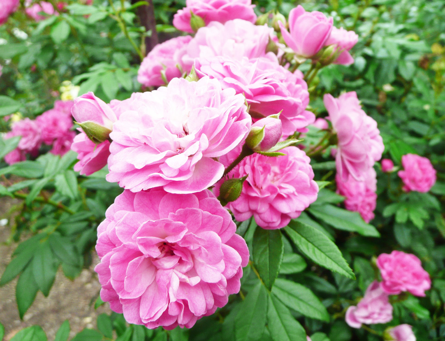 Home - Marin Rose Society