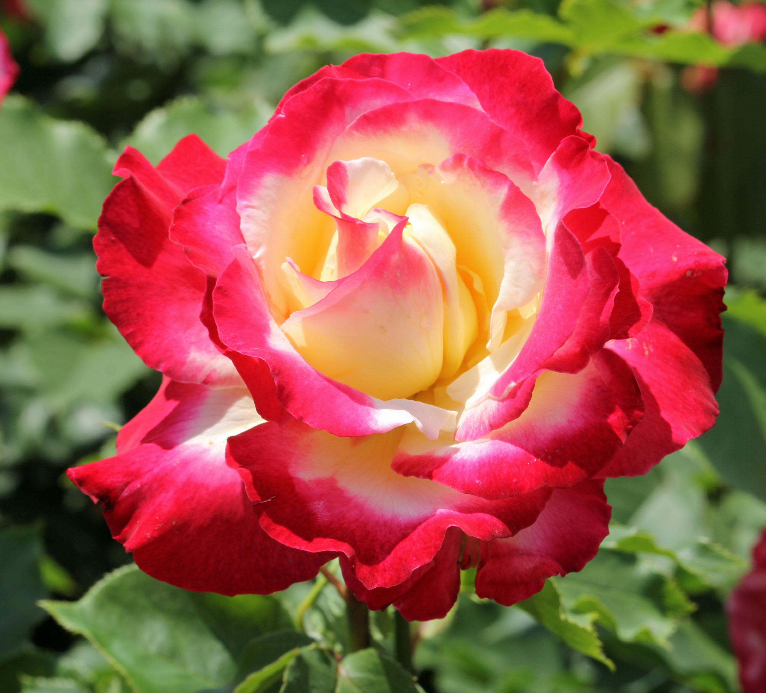 Double Delight - Marin Rose Society