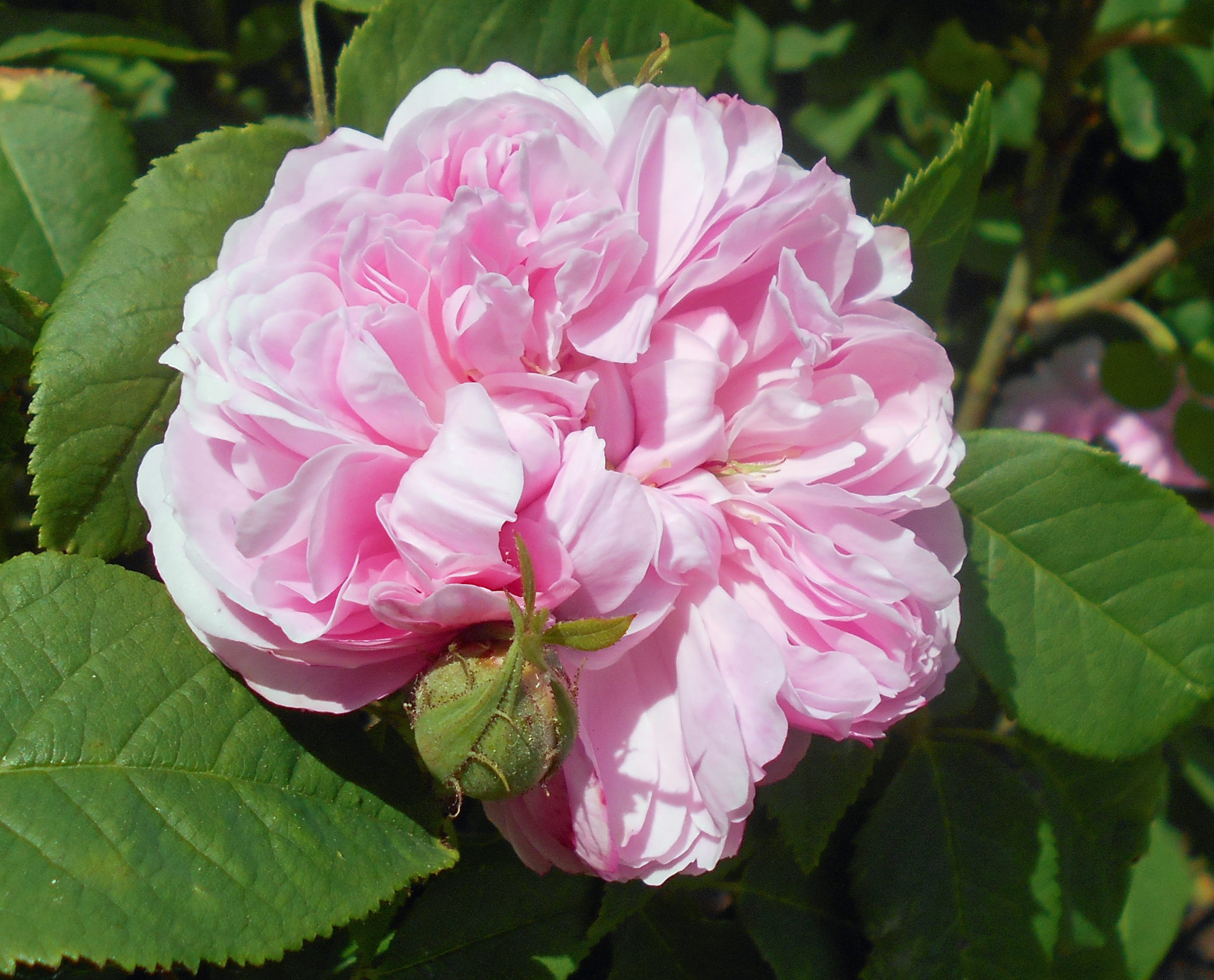 Marquise Bocella - Marin Rose Society