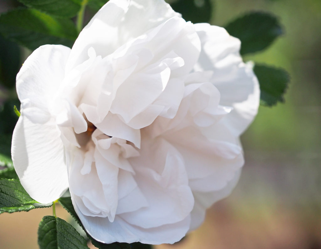 Home - Marin Rose Society