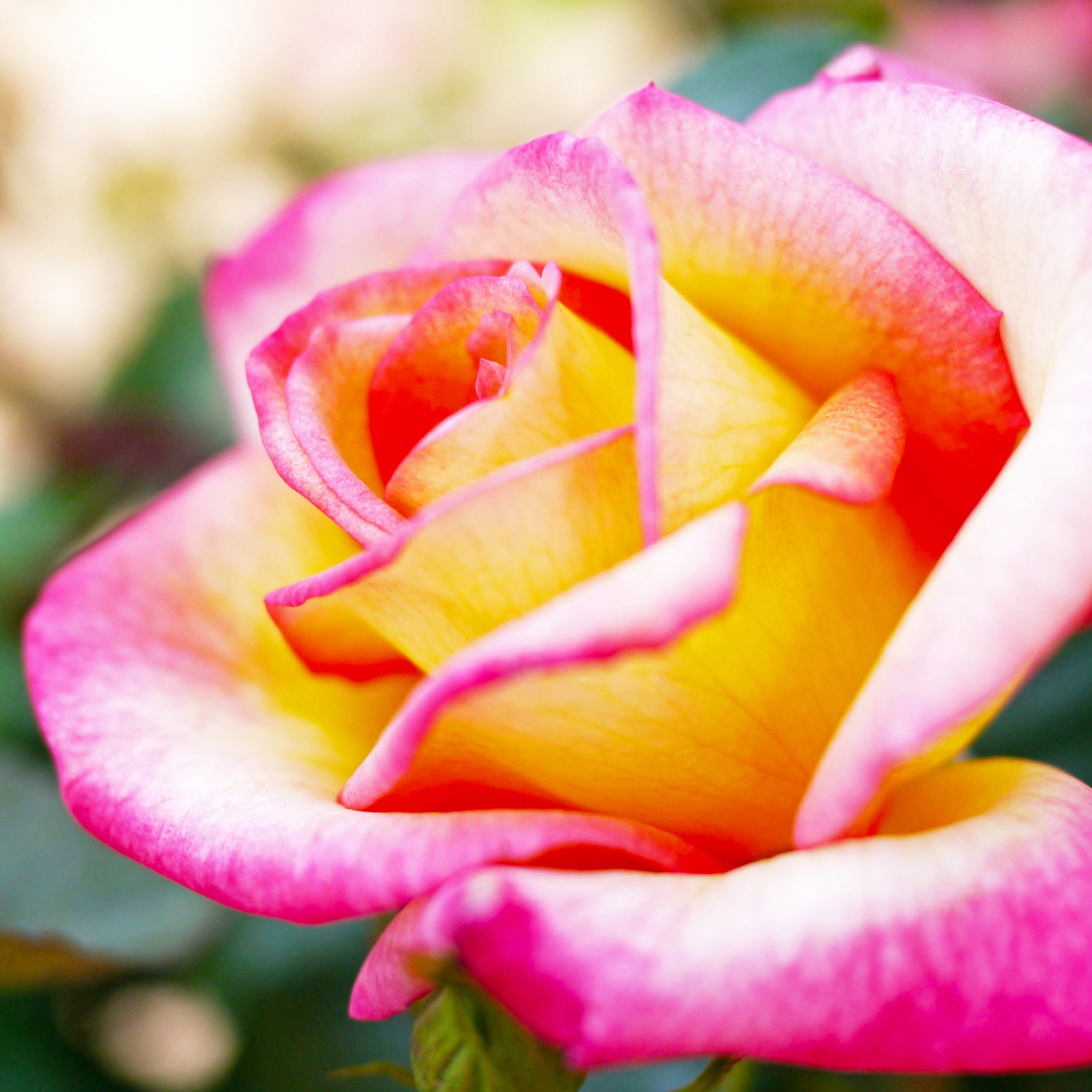 Sheila's Perfume - Marin Rose Society