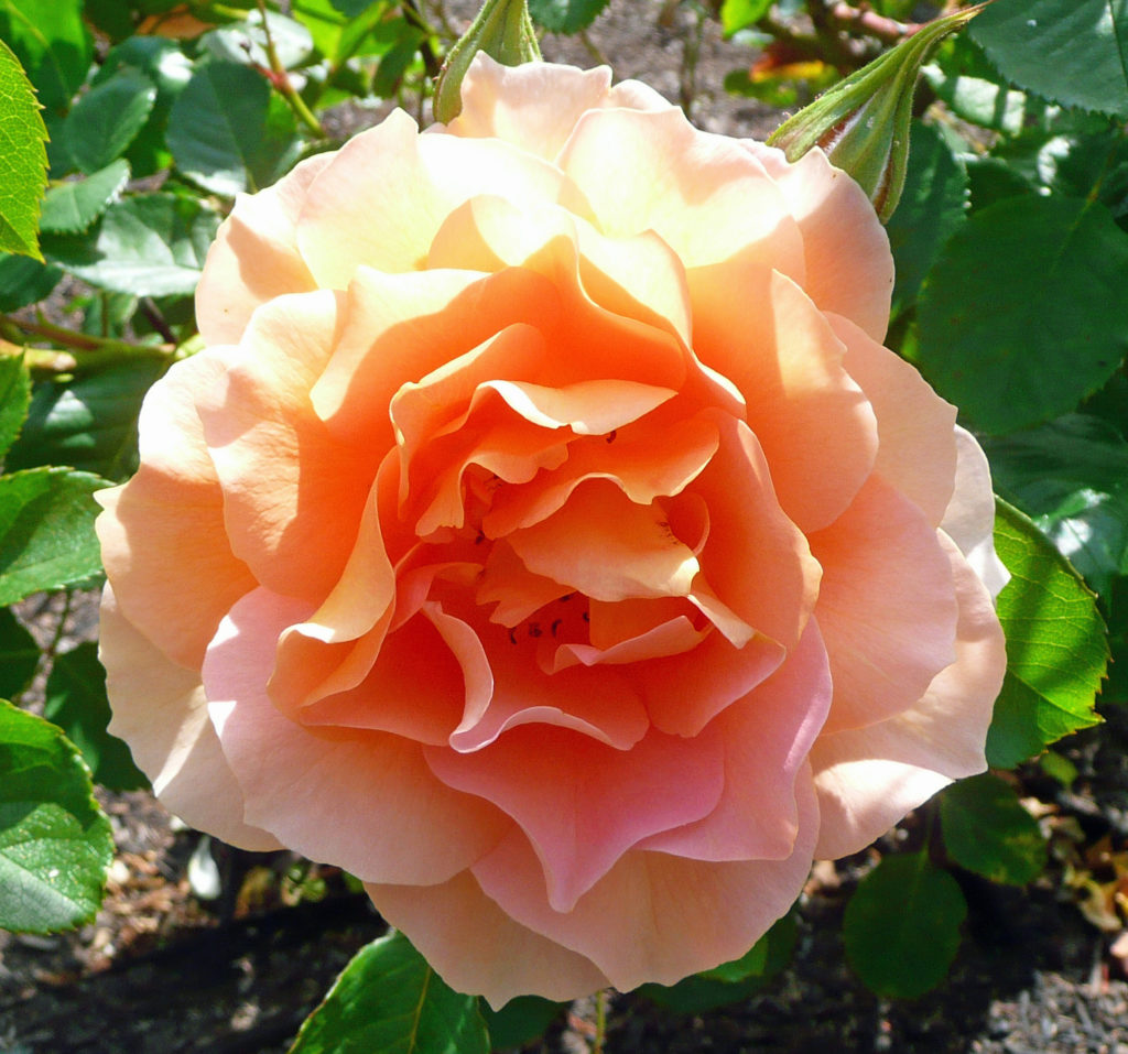 Good Apricot Roses for Marin - Westerland - Marin Rose Society