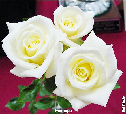 Home - Marin Rose Society