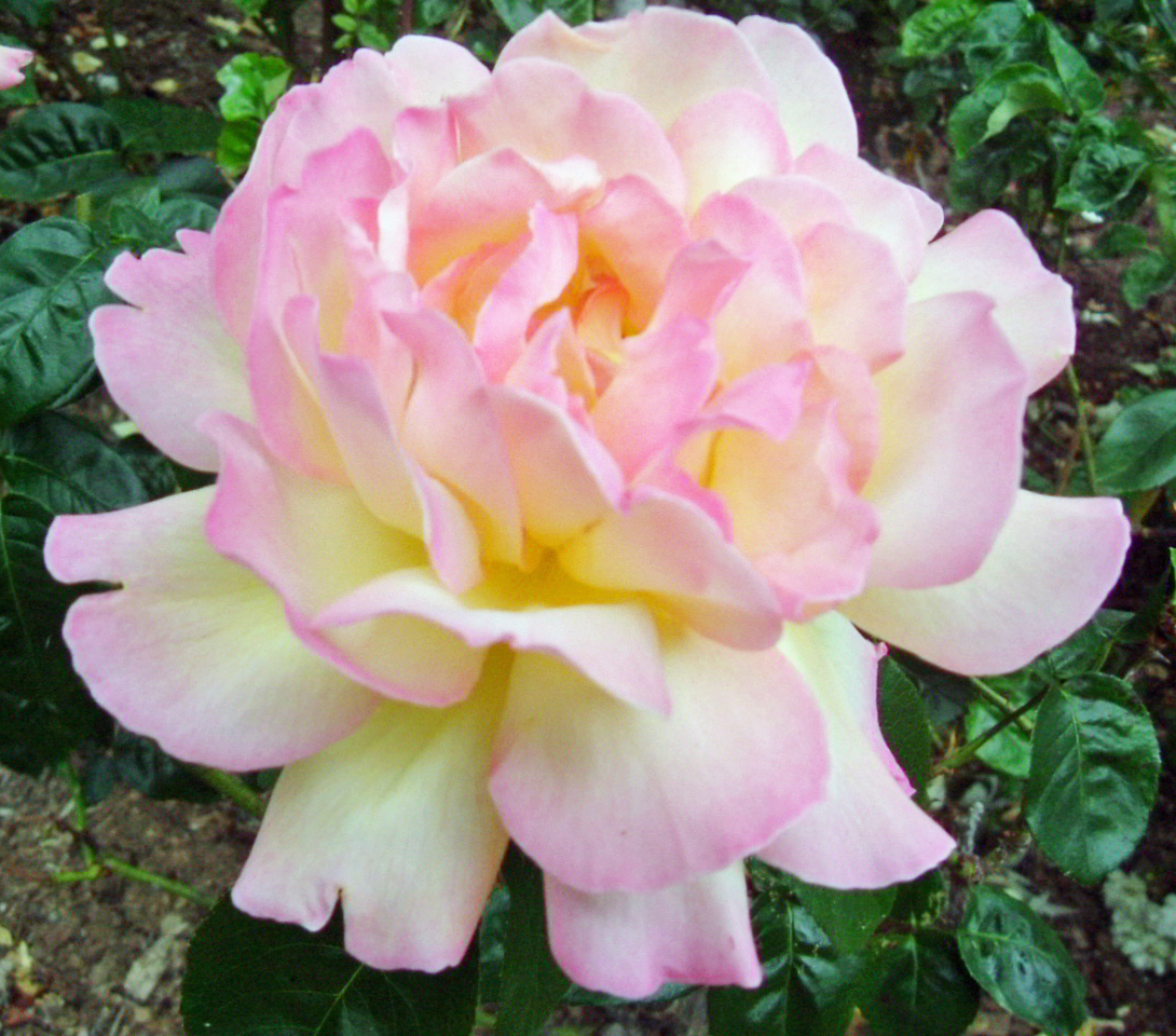 Peace - Marin Rose Society
