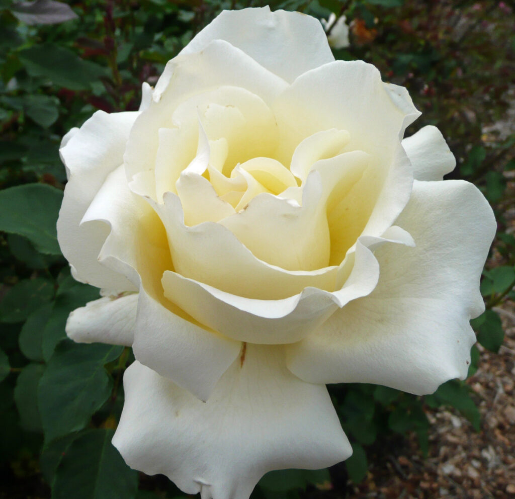 A Dozen Wonderful Yellow Roses - Marin Rose Society