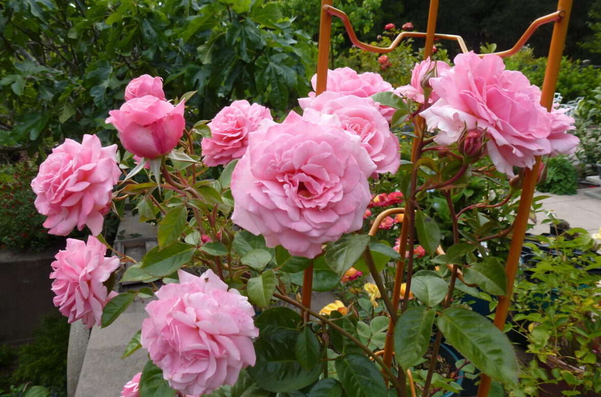 Three Dozen Wonderful Pink Roses - Marin Rose Society