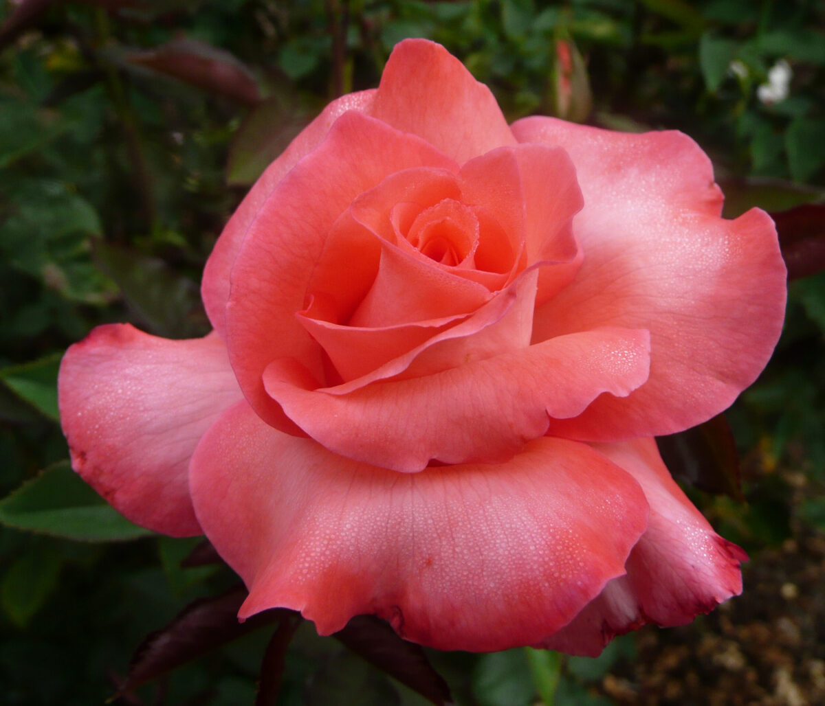 A Dozen Wonderful Orange Roses - Marin Rose Society