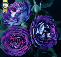 More New Beauties for 2024 - Marin Rose Society