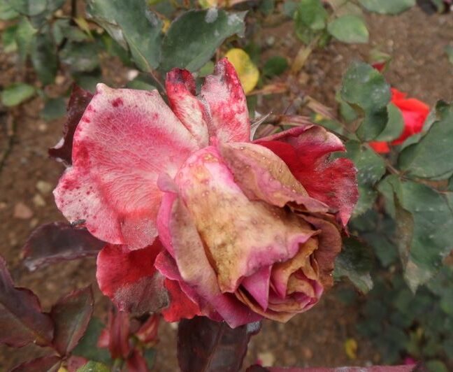 Nobel Rot on your Roses? - Marin Rose Society