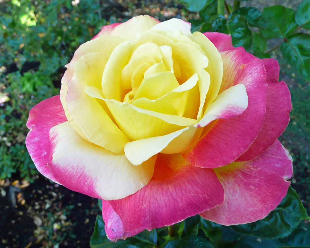 The Newest True Blooms - Marin Rose Society