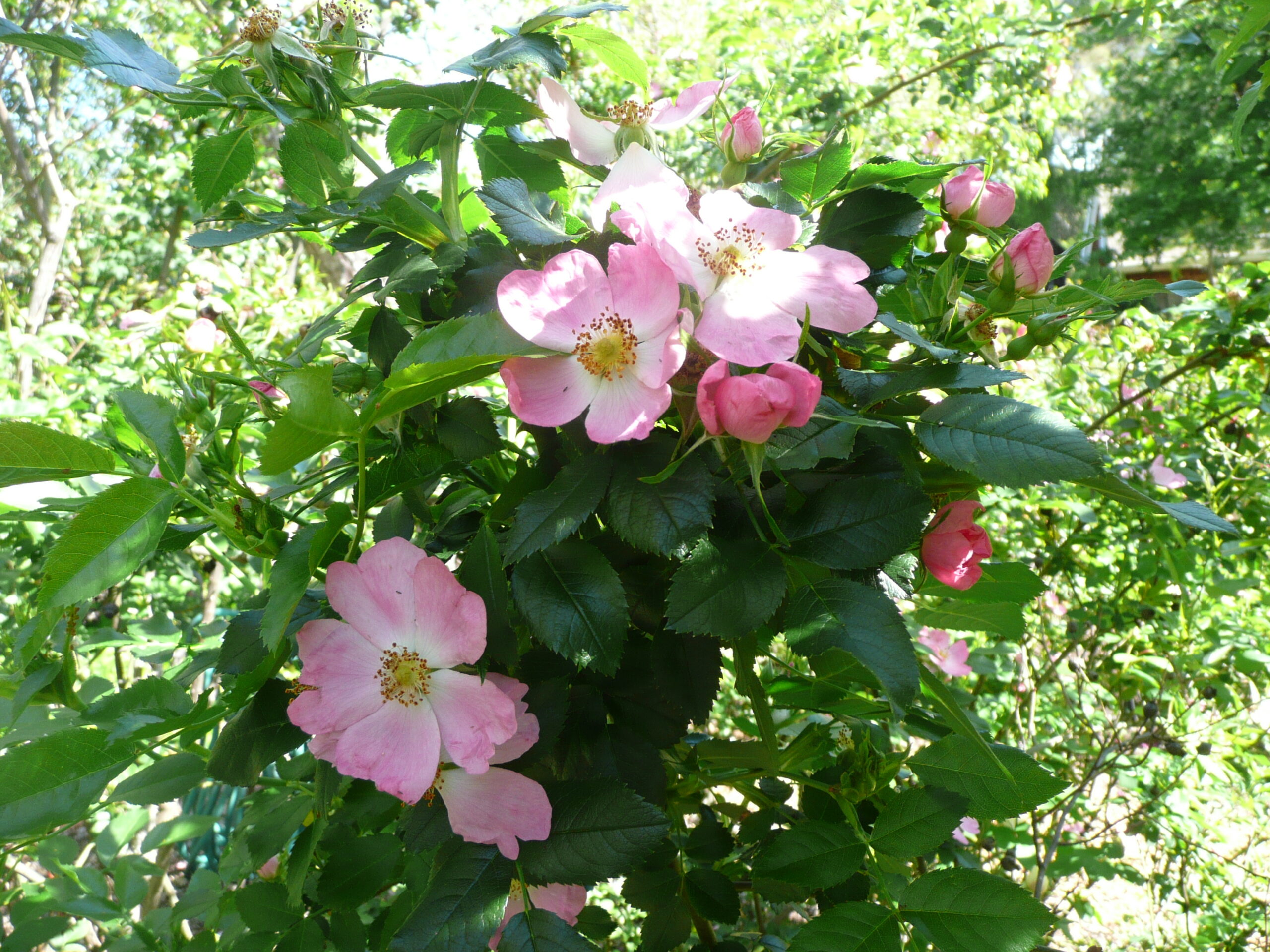 Outstanding Old Garden Roses - Marin Rose Society