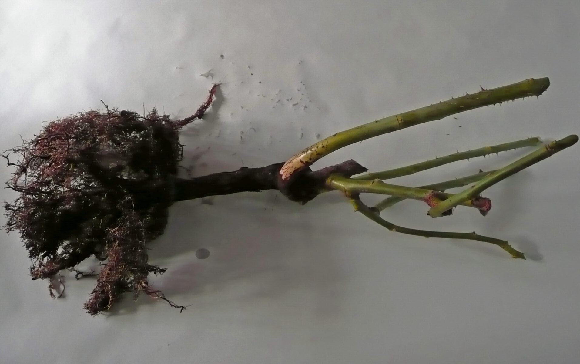 Making a Home for your New Rose - Marin Rose Society