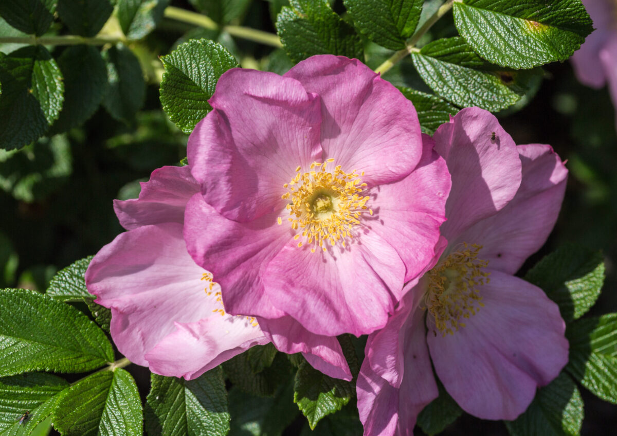 Resplendent Rugosa Roses - Marin Rose Society