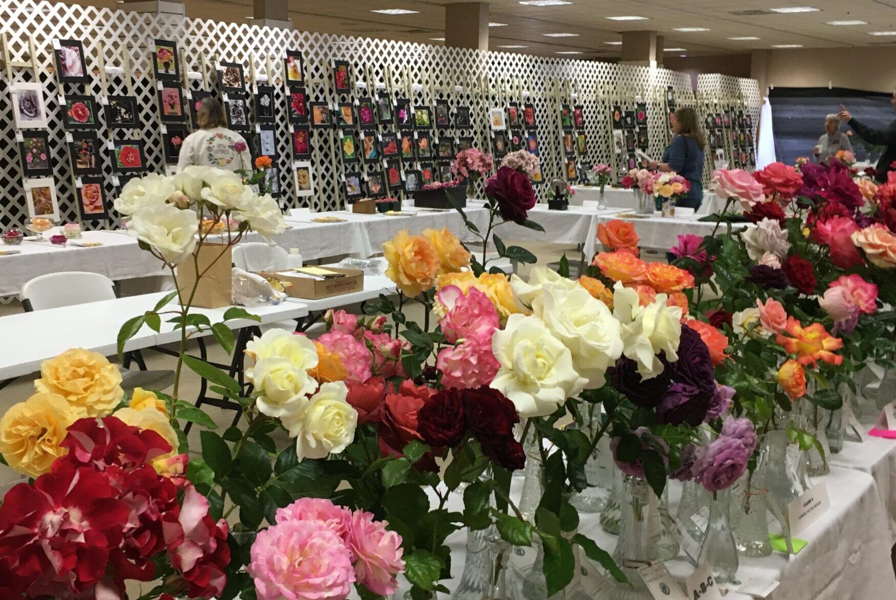 Annual Rose and Photography Show - Marin Rose Society