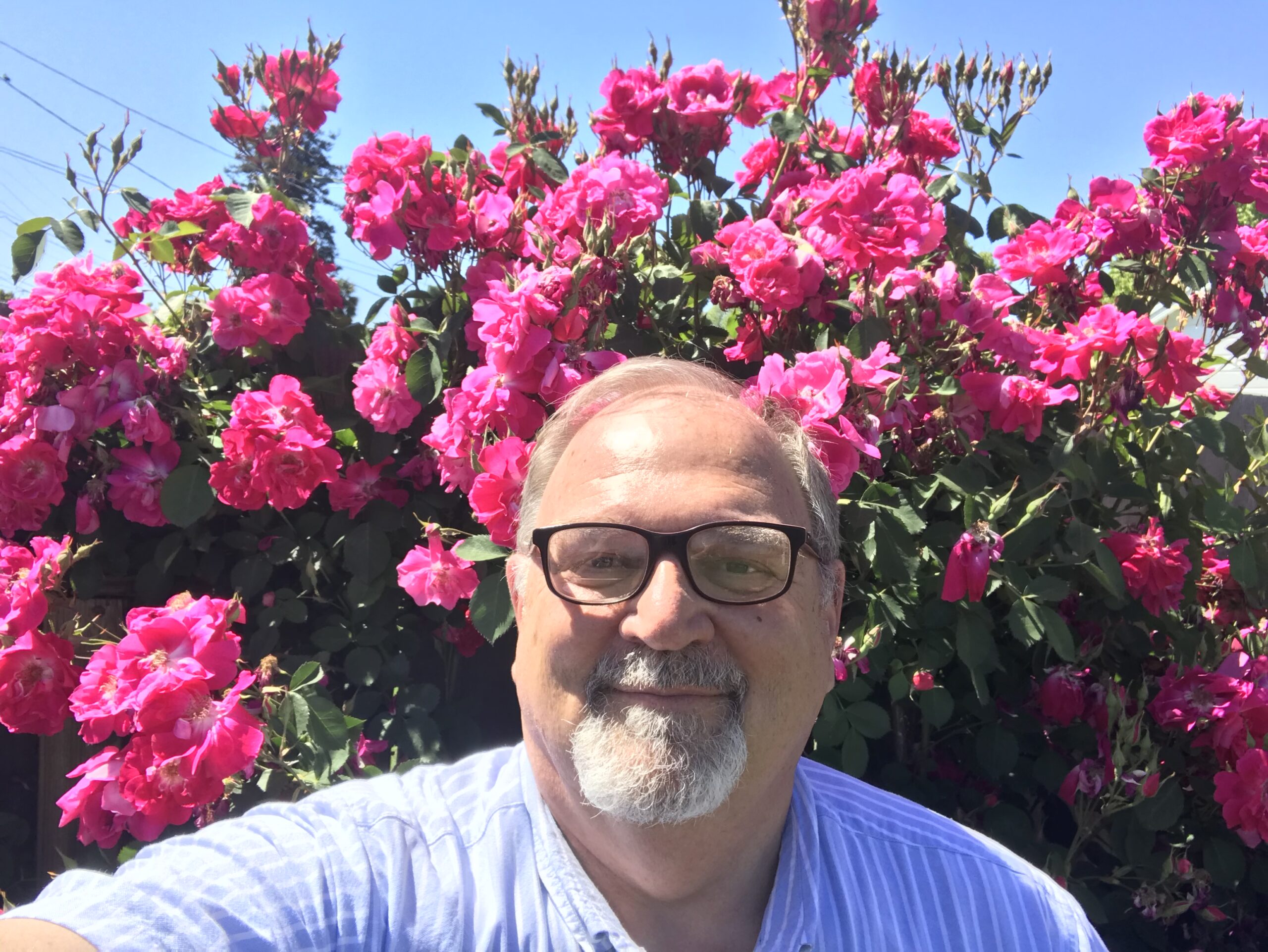 MRS Monthly Meeting and Rose Show - Diseases and Pests in the Rose ...