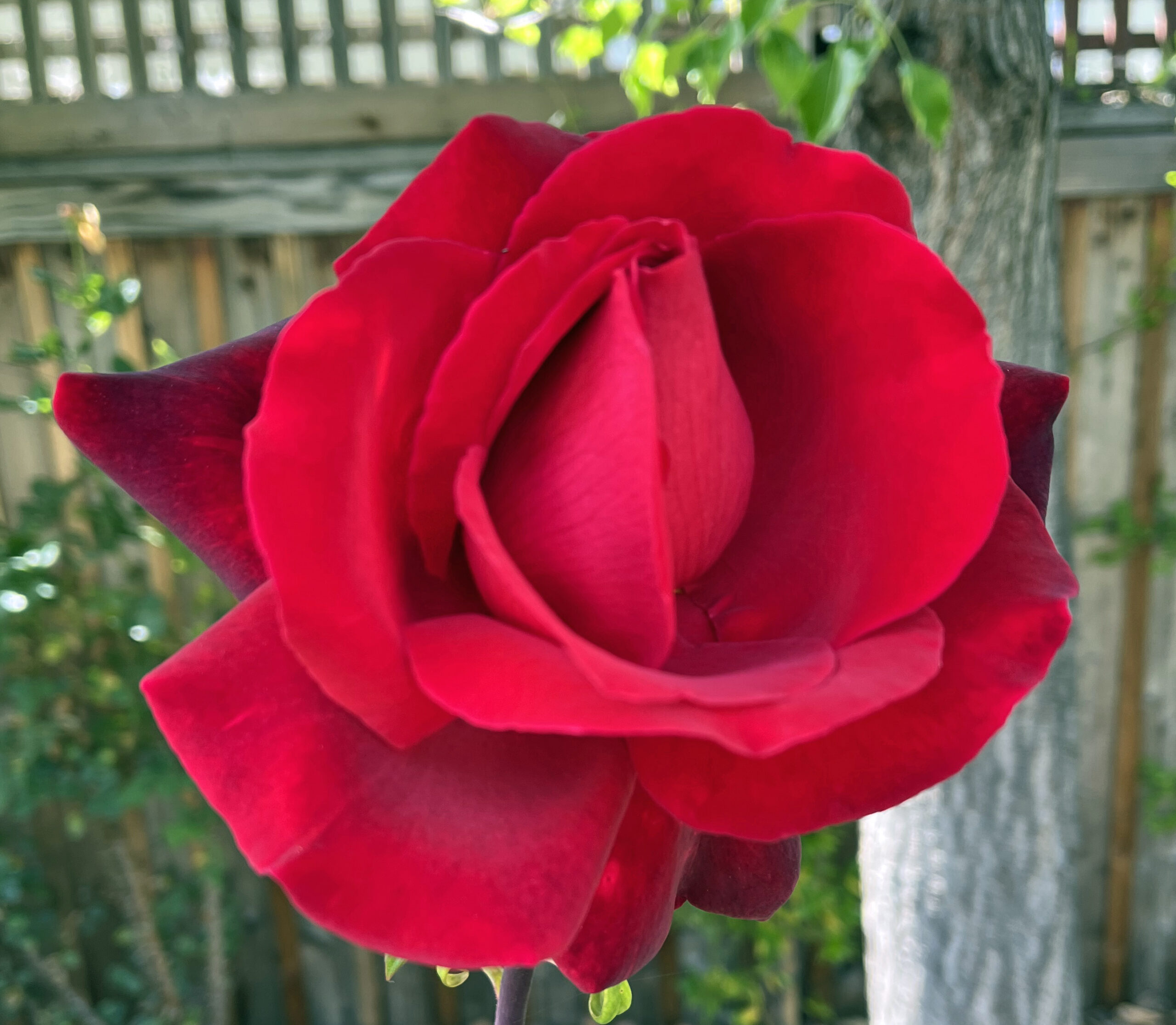 Introducing Good Roses for Marin - Marin Rose Society