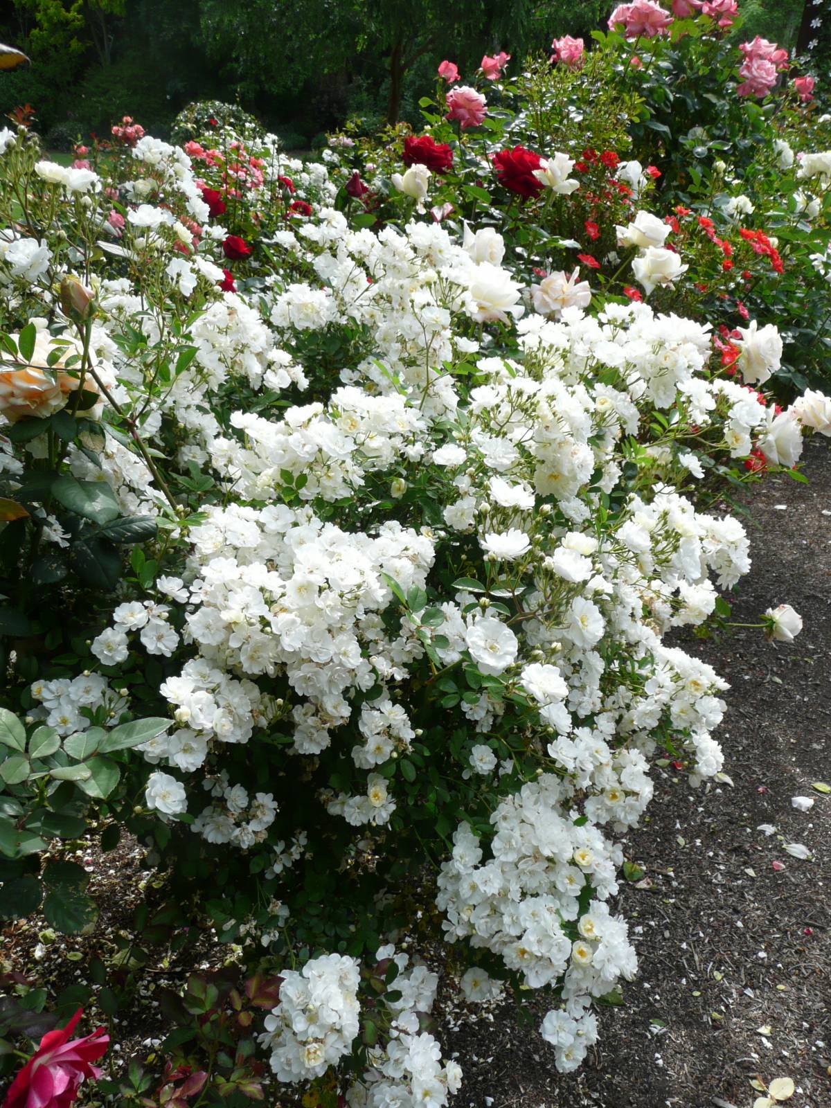 Home - Marin Rose Society