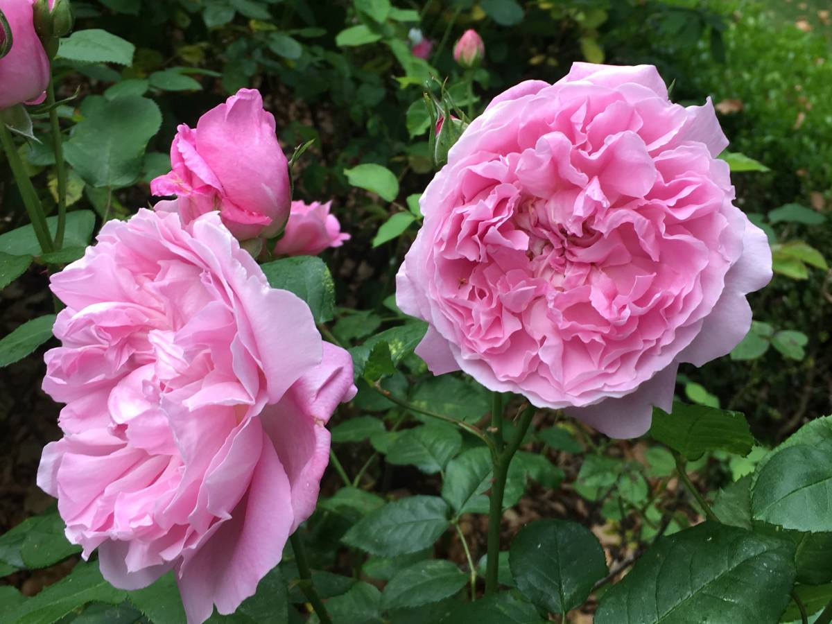 Home - Marin Rose Society