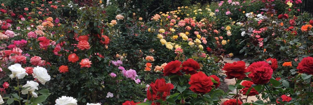 Home - Marin Rose Society