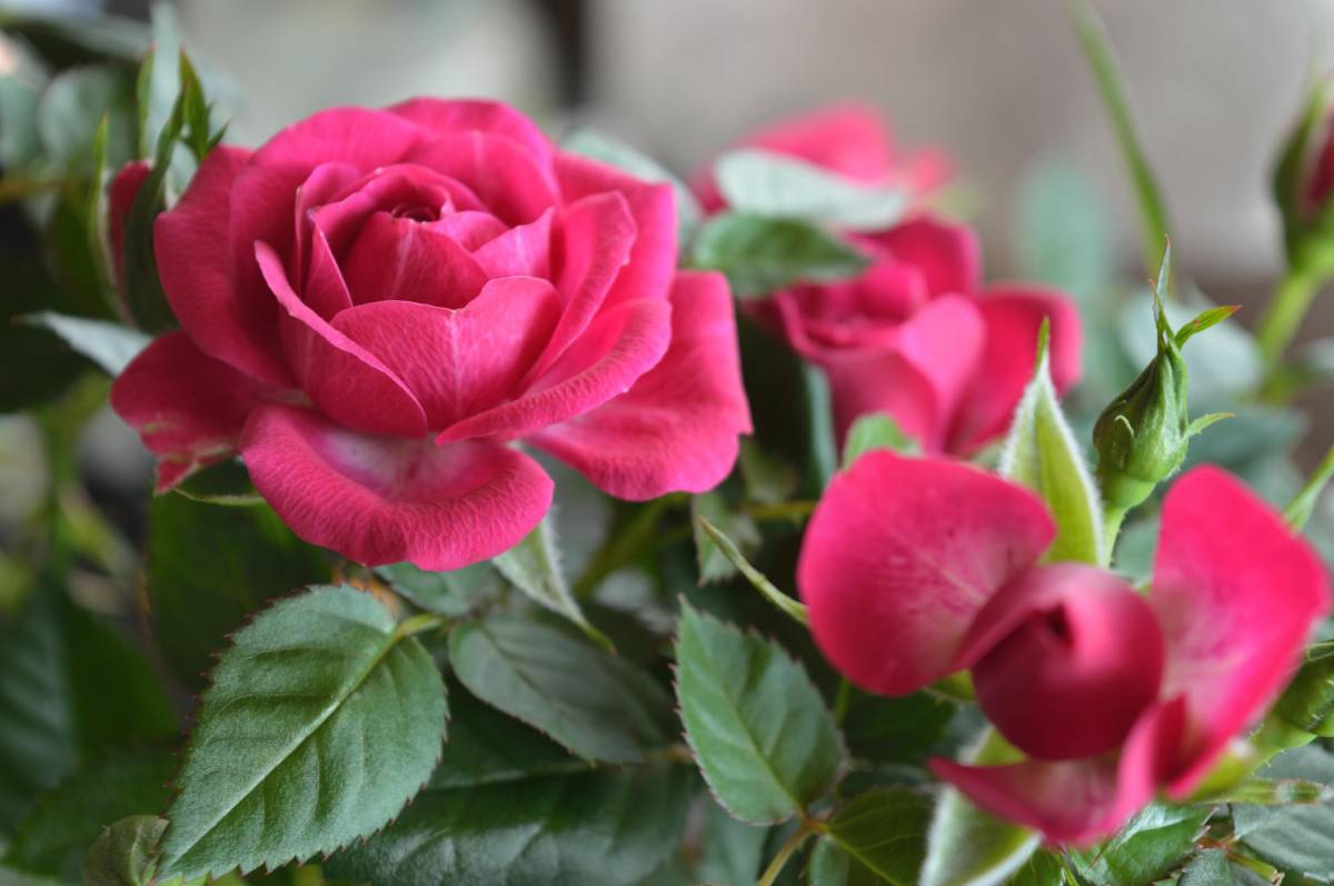 Home - Marin Rose Society