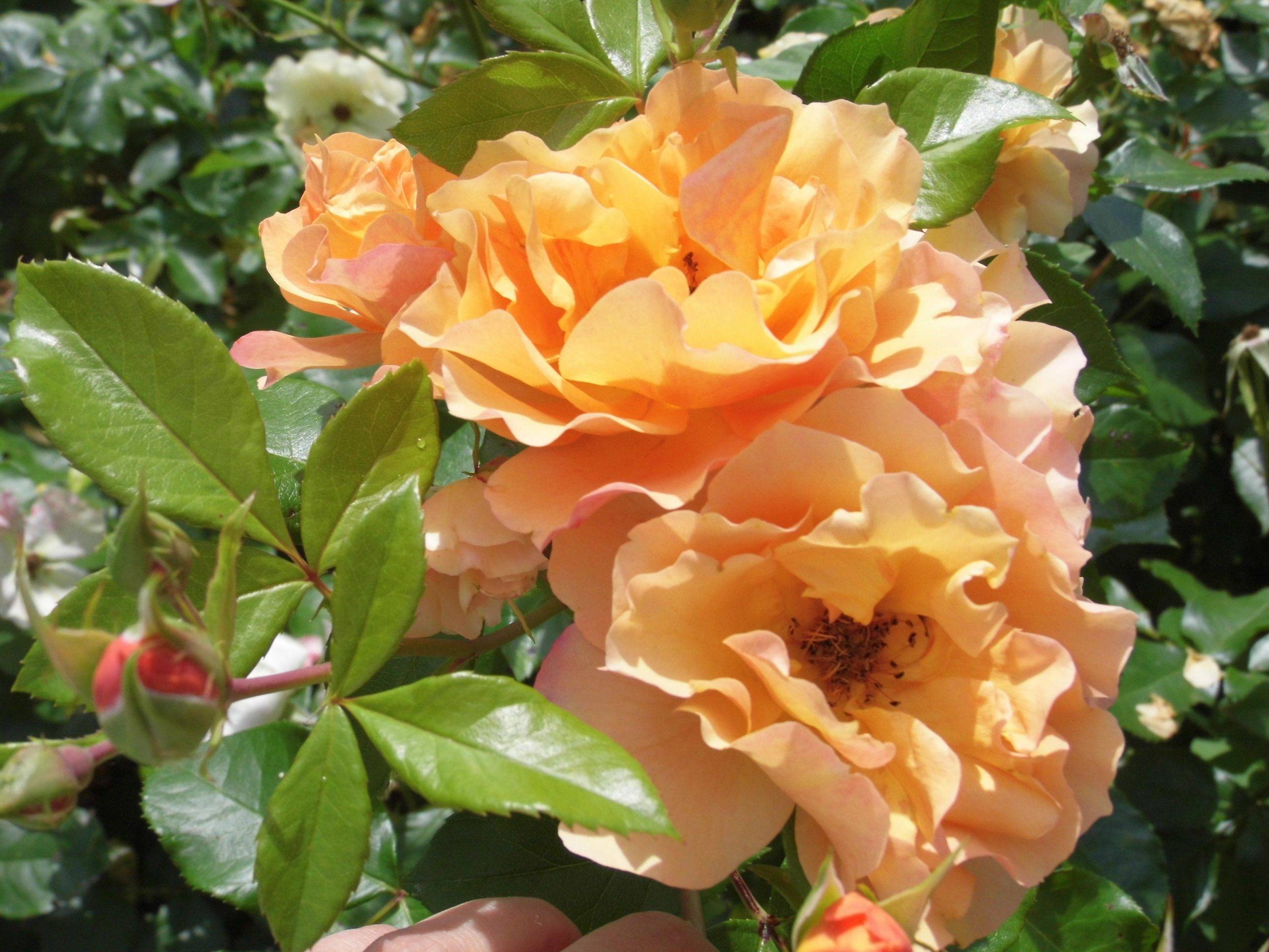 Home - Marin Rose Society