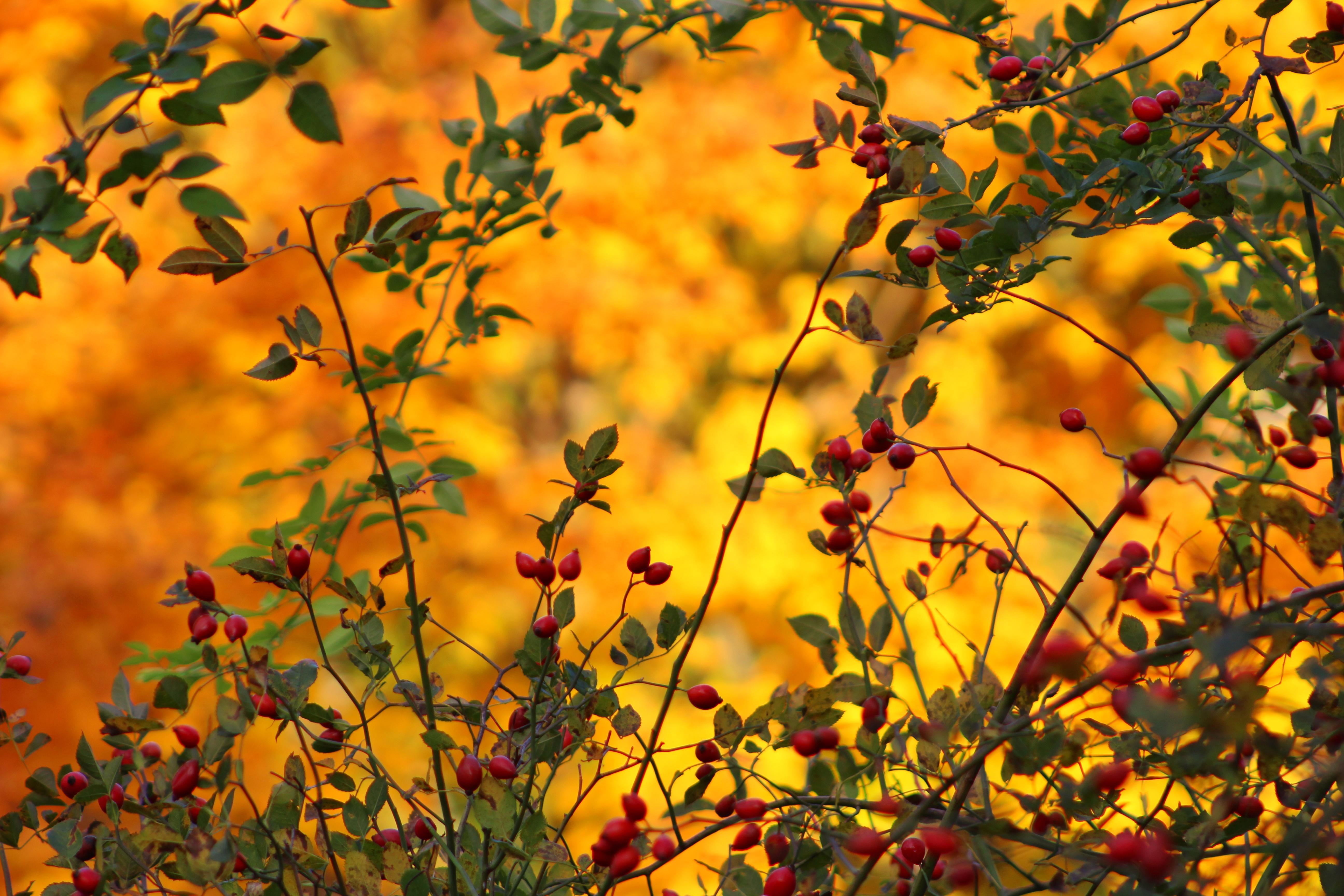Fall - Marin Rose Society